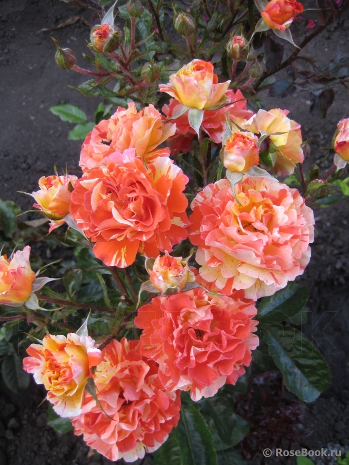 Роза флорибунда `Оранж энд Лемонс`, Rosa (F) `Oranges and Lemons ...